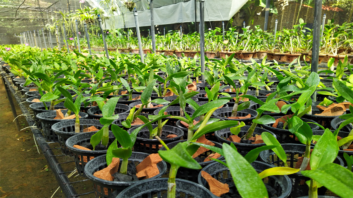 Kumari Plant Nursery Kumari Plant Nursery