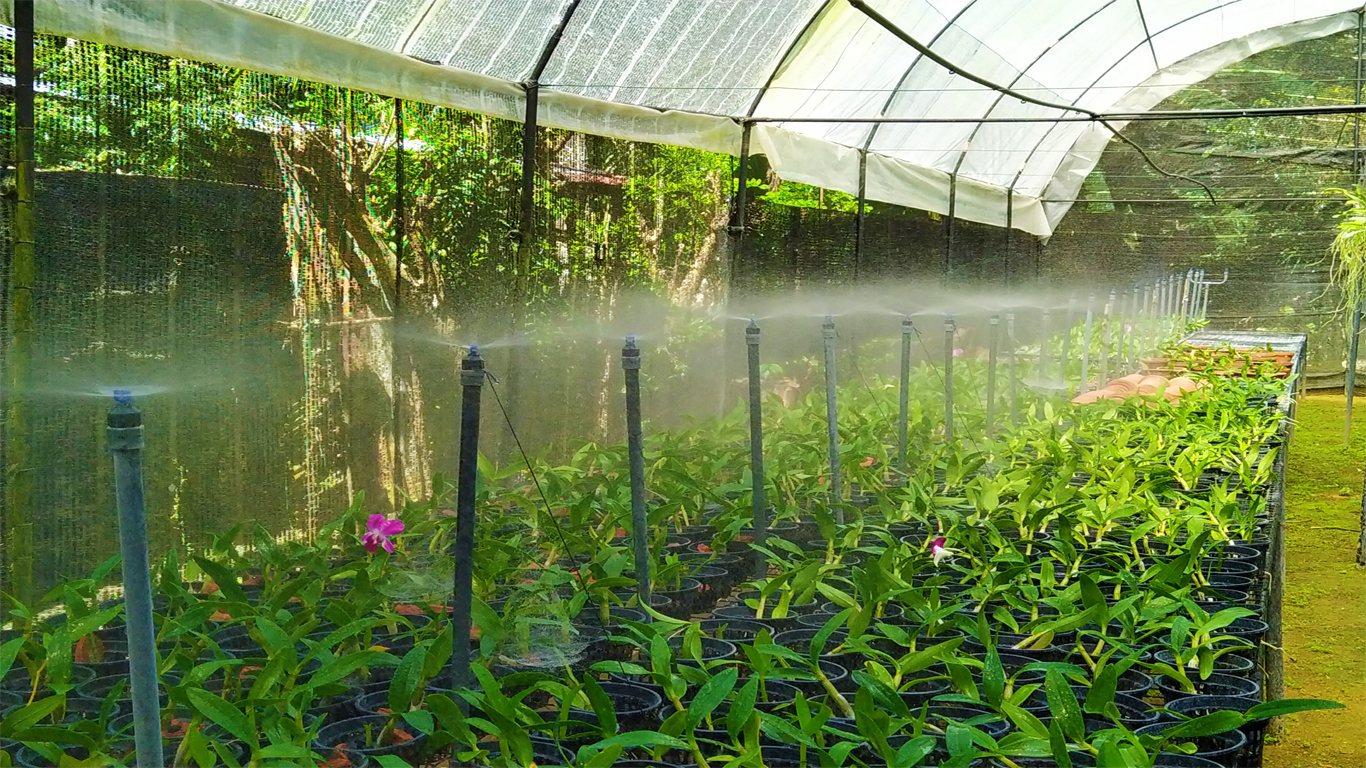 Kumari Plant Nursery Kumari Plant Nursery